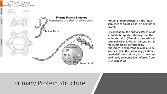 Protein Structure and Function | PPTX | Endocrine and Metabolic ...