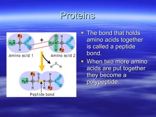 Proteins | PPT | Chemistry | Science