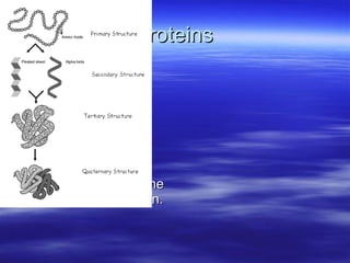 Proteins | PPT | Chemistry | Science