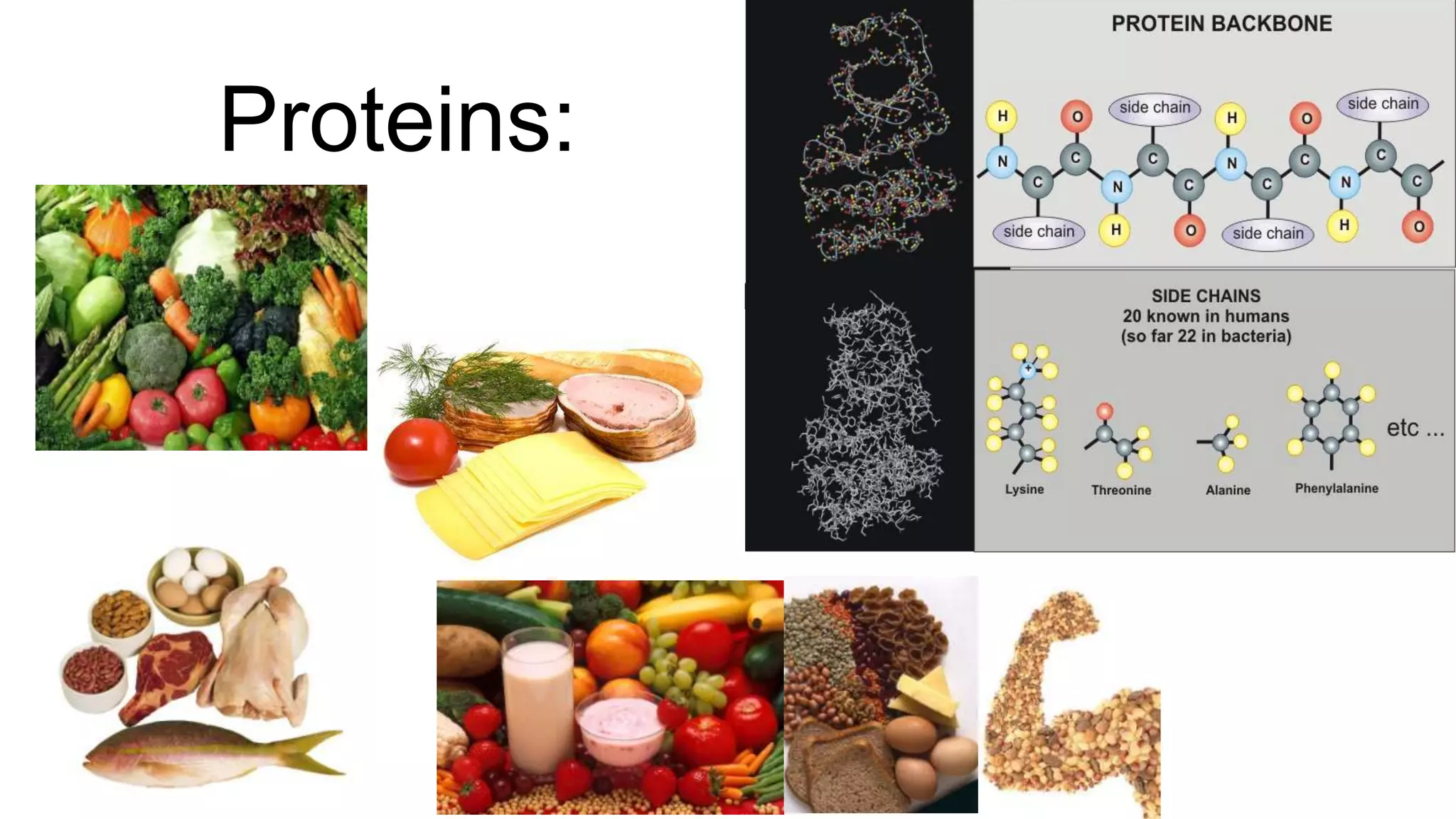 Proteins | PPTX