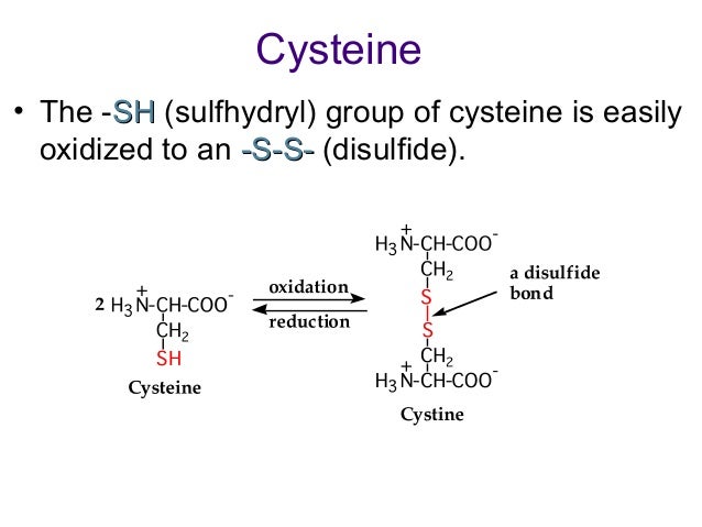 Sulfhydryl Group Examples