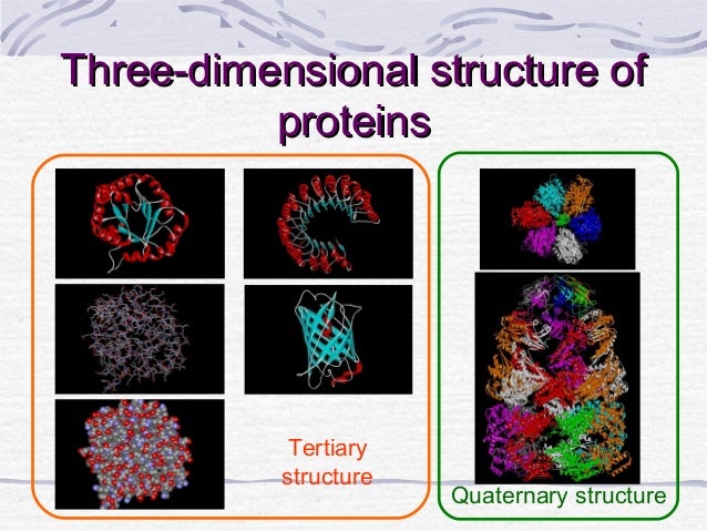 Proteins Overview