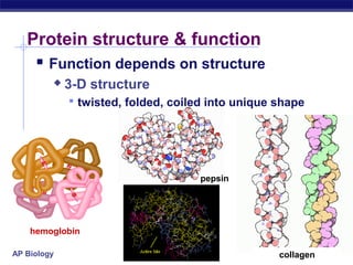 Proteins | PPT