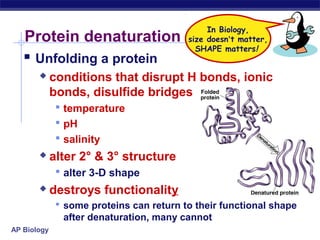 Proteins | PPT