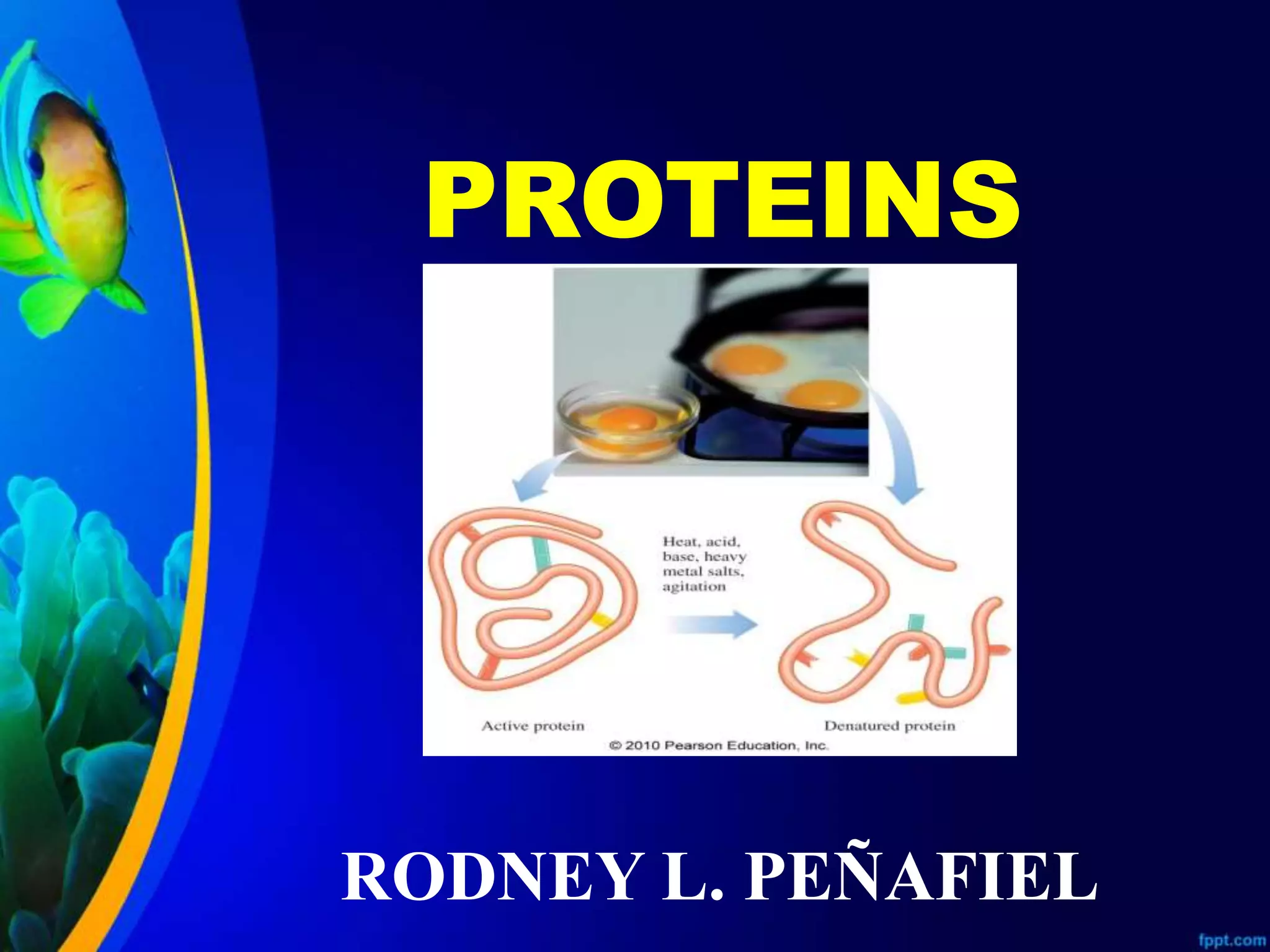 Proteins | PPT
