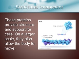 Proteins | PPT