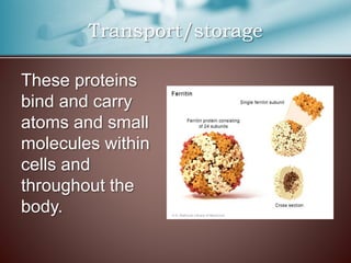 Proteins | PPT | Free Download