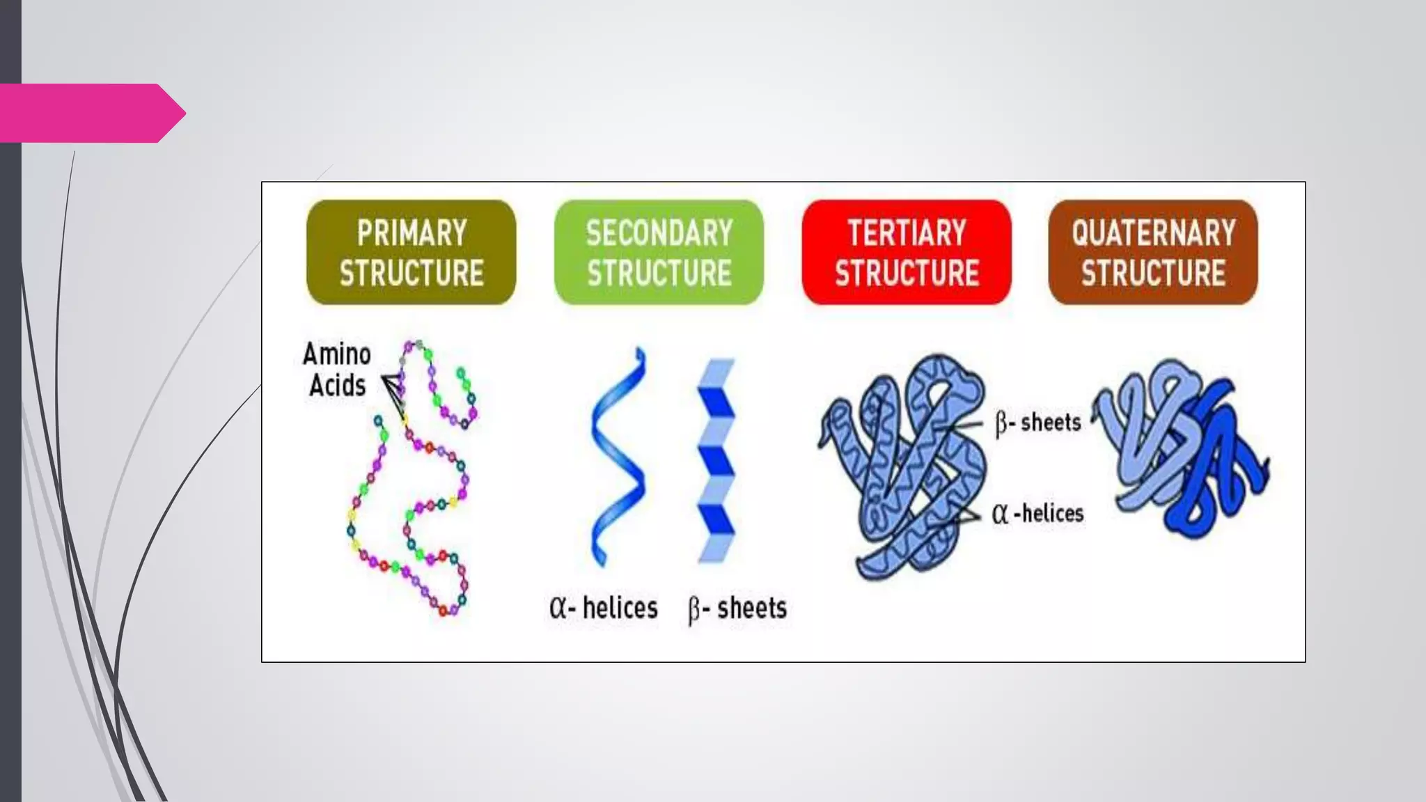 Proteins , INTRODUCTION, GOOD PROTEINS, BAD PROTEINS, STRUCTURE OF ...