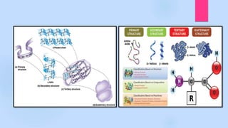 Proteins-Classification ,Structure of protein, properties and ...