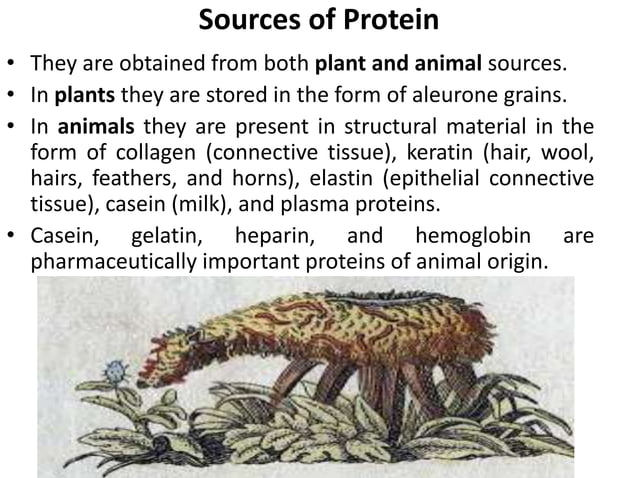Protein- An Essential element | PPT