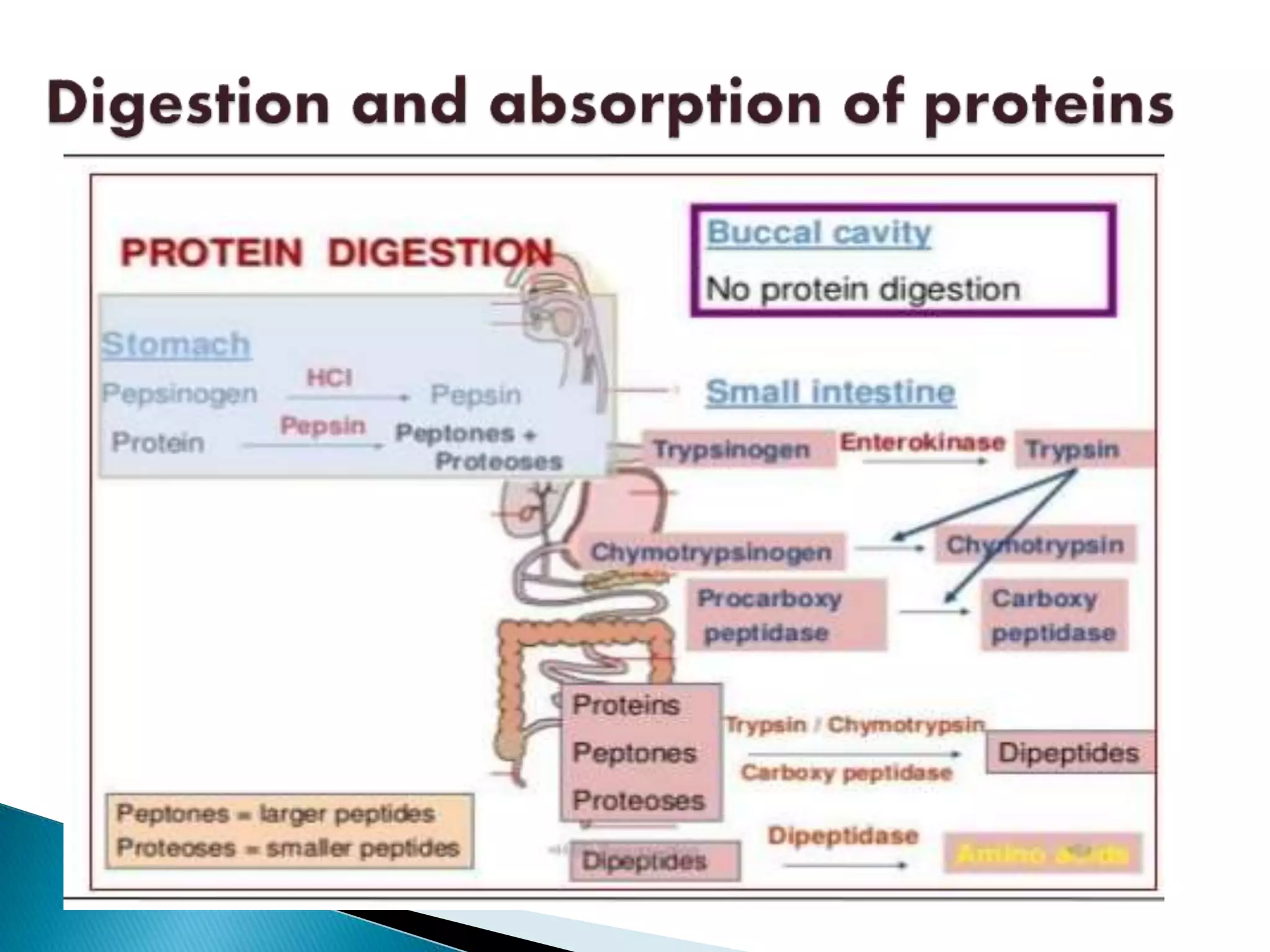 Proteins | PPTX