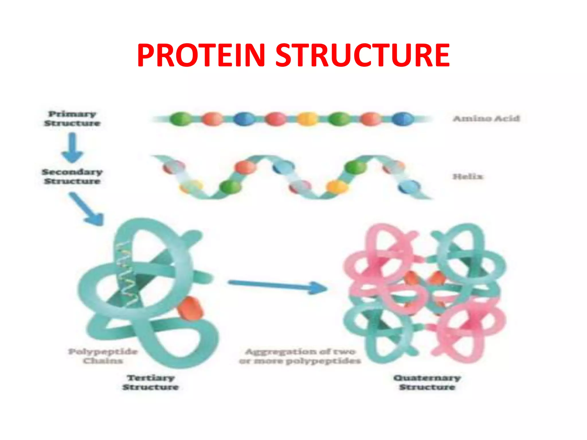 PROTEINS.pptx