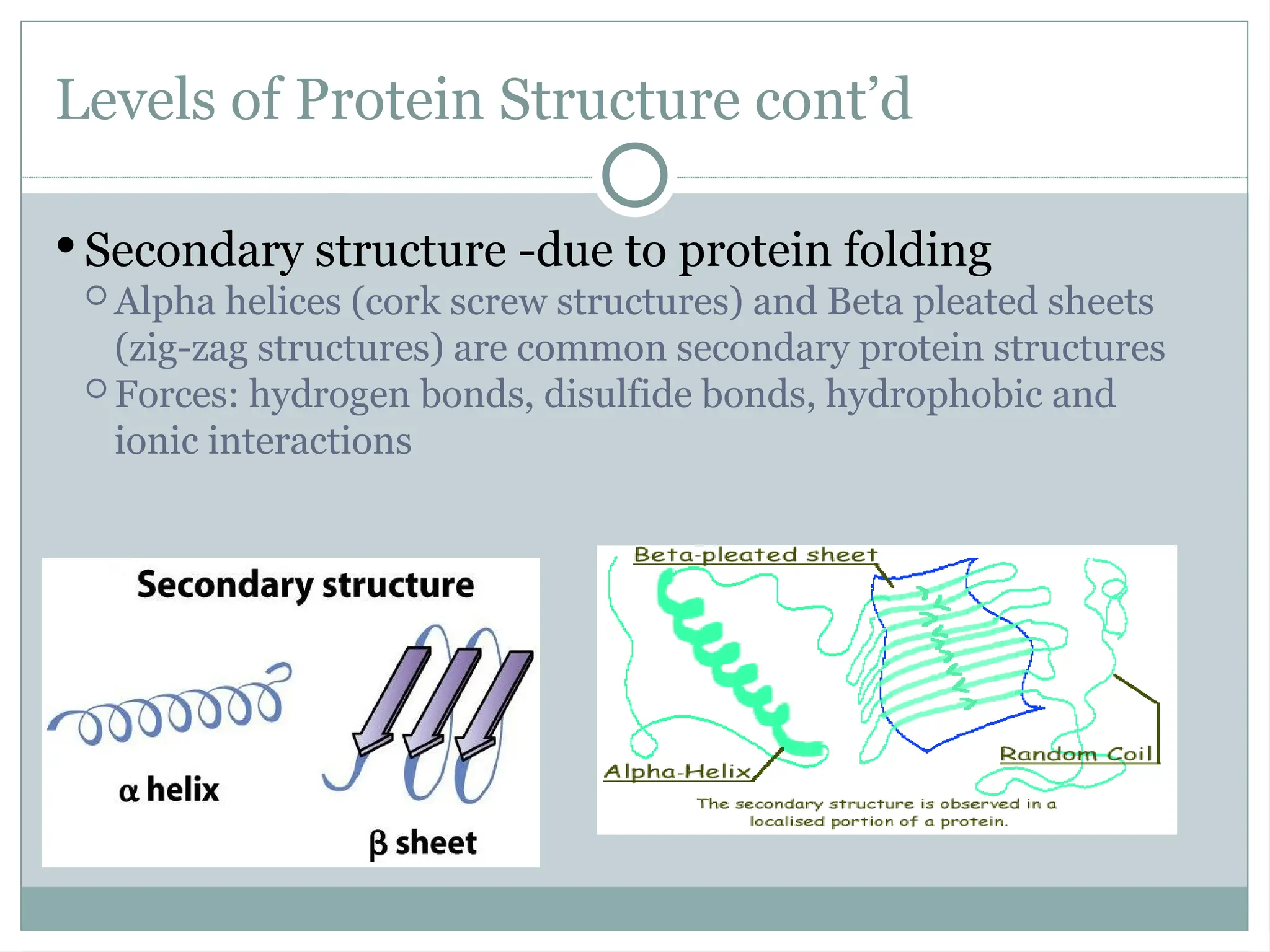 PROTEINS structure, function and properties.pptx