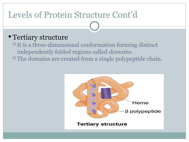 PROTEINS structure, function and properties.pptx