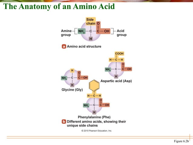 structure, classification and functions of amino acids | PPT | Chemistry | Science