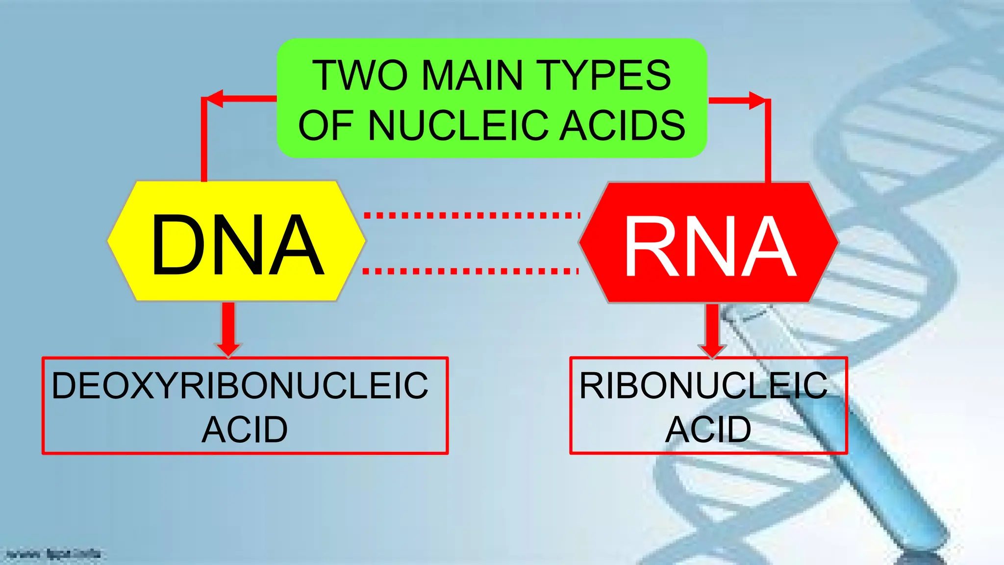 PROTEINS_GRADE 10 SCIENCE POWERPOINT PRES | PPTX