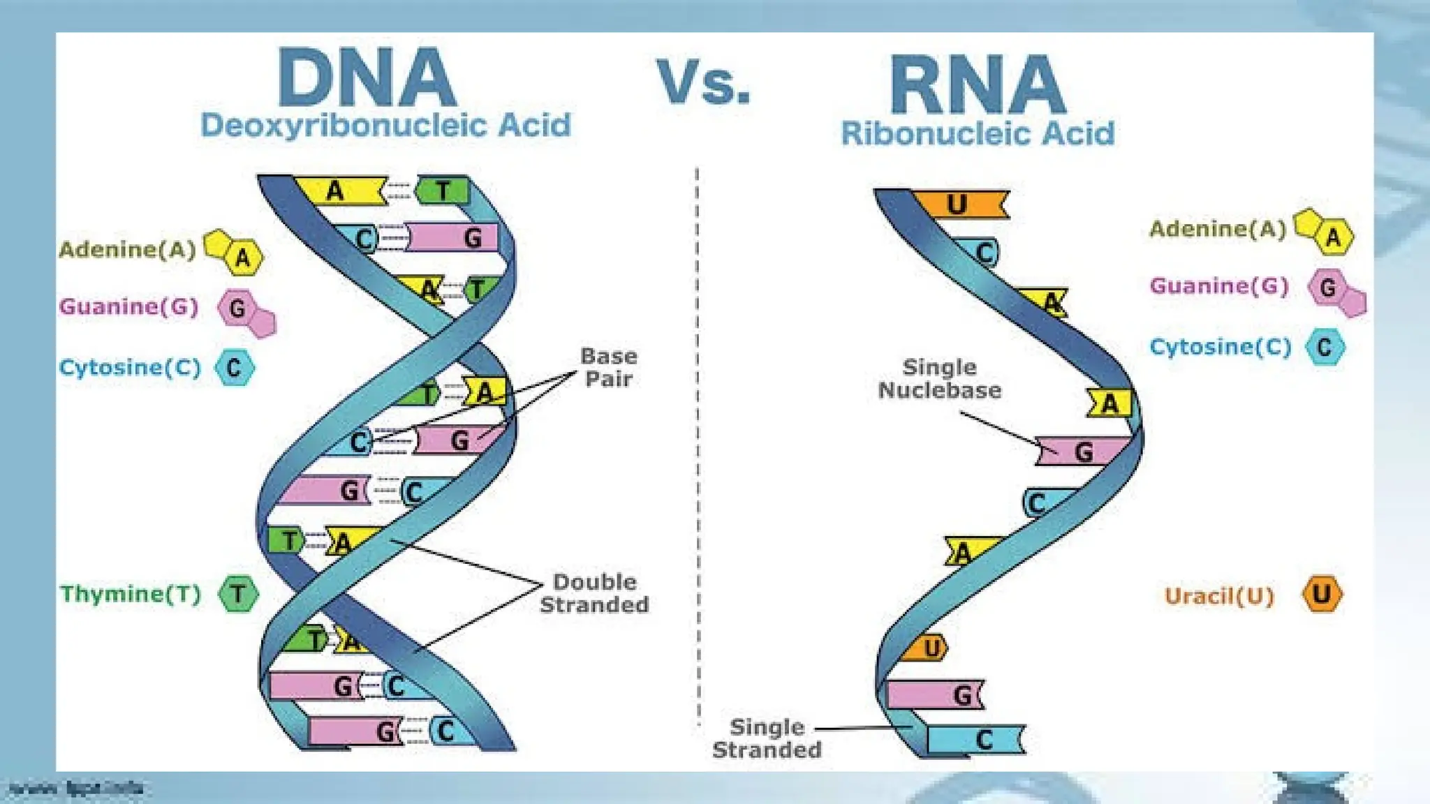 PROTEINS_GRADE 10 SCIENCE POWERPOINT PRES | PPTX