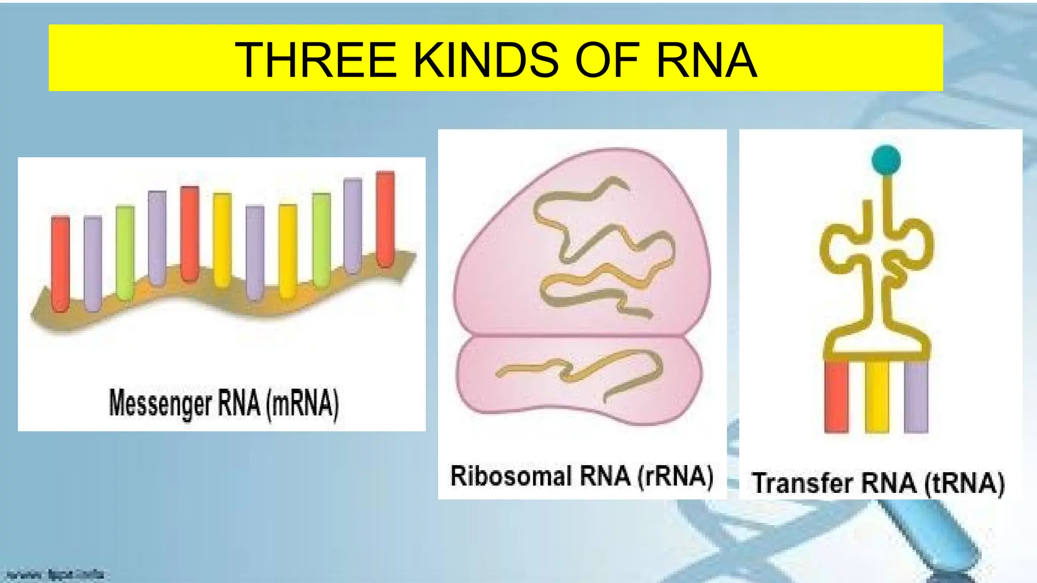PROTEINS_GRADE 10 SCIENCE POWERPOINT PRES | PPTX