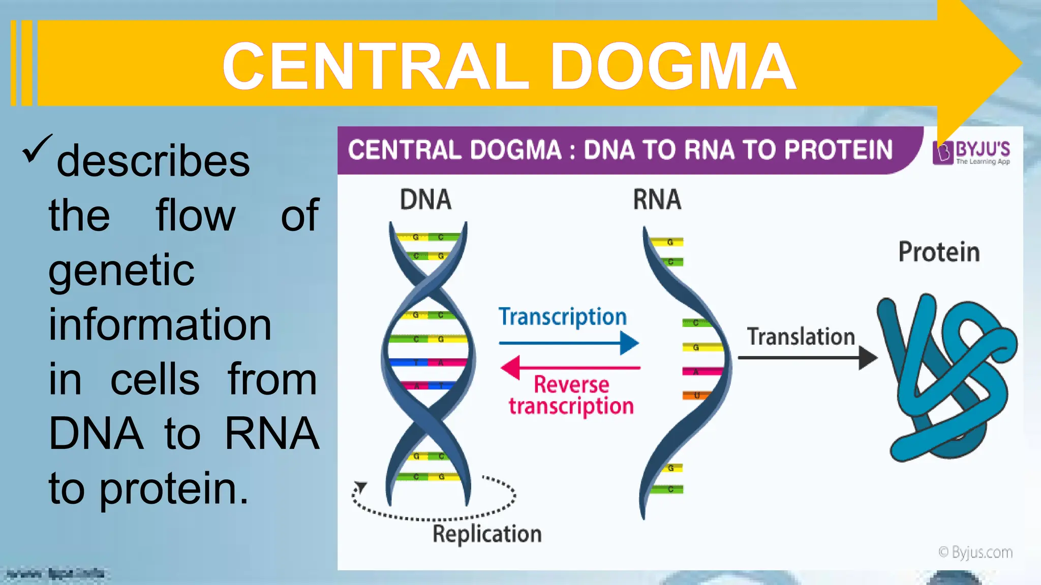 PROTEINS_GRADE 10 SCIENCE POWERPOINT PRES | PPTX