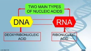 PROTEINS_GRADE 10 SCIENCE POWERPOINT PRES | PPTX