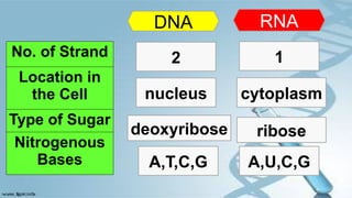PROTEINS_GRADE 10 SCIENCE POWERPOINT PRES | PPTX