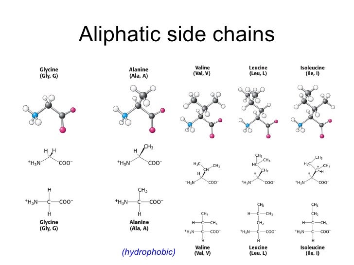 Proteins – Basics you need to know for Proteomics