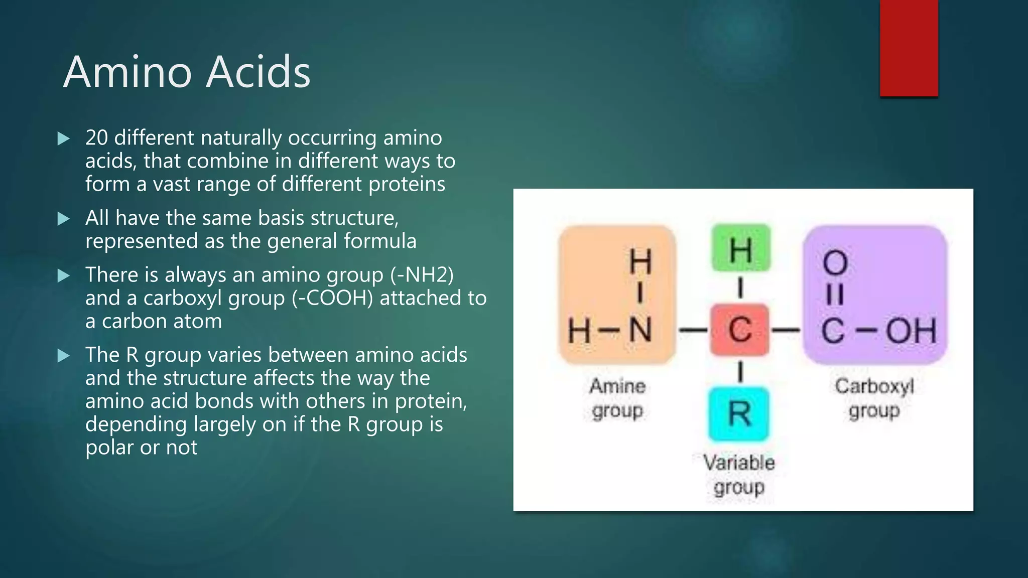 Proteins - Edexcel A-Level Biology B Topic 1.2 | PPTX