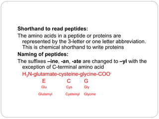 Proteins lecture 10 | PPTX | Chemistry | Science