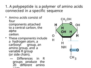 Proteins - Many Structures, 1. A polypeptide is a polymer of amino ...