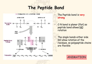 Proteins | PPT