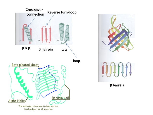 The Proteins structure and function.ppt
