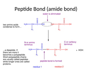 The Proteins structure and function.ppt