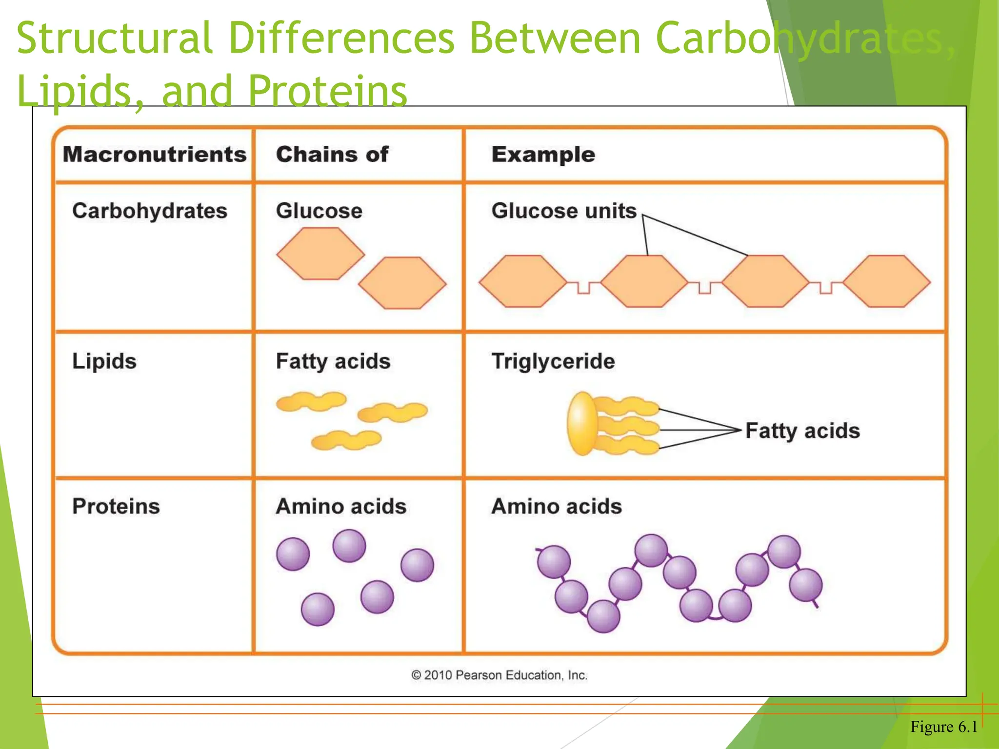 Proteins and amino acids chains of amino acids; classified by number of ...
