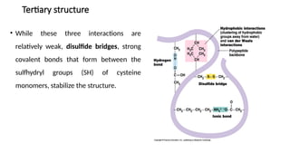 Protein & Amino Acid Structures Levels of protein structure (primary ...