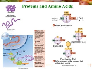 Proteins and Amino acids Explained .pptx