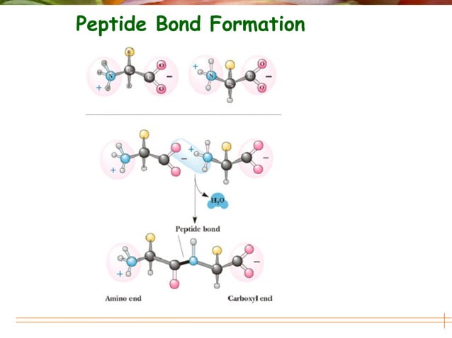 Proteins And Amino Acids Explained Pptx
