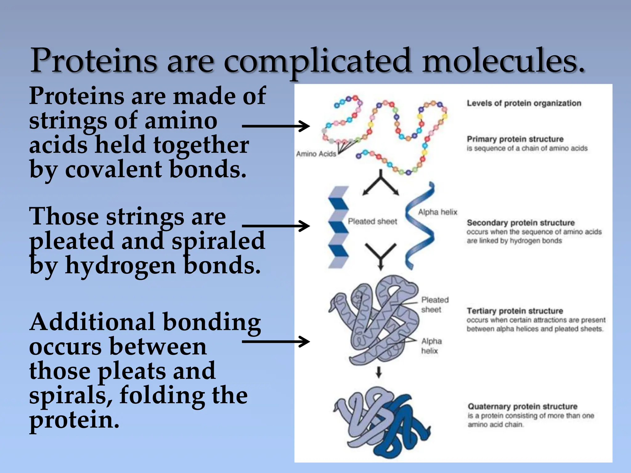 Proteins and Denaturation POWER POINT.pptx