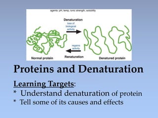 Proteins and Denaturation POWER POINT.pptx