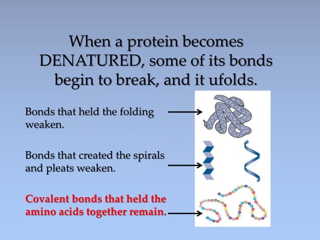 Proteins and Denaturation POWER POINT.pptx