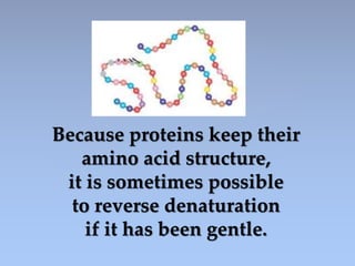 Proteins and Denaturation POWER POINT.pptx