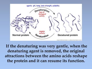 Proteins and Denaturation POWER POINT.pptx
