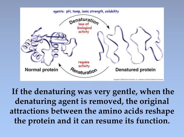 Proteins and Denaturation POWER POINT.pptx
