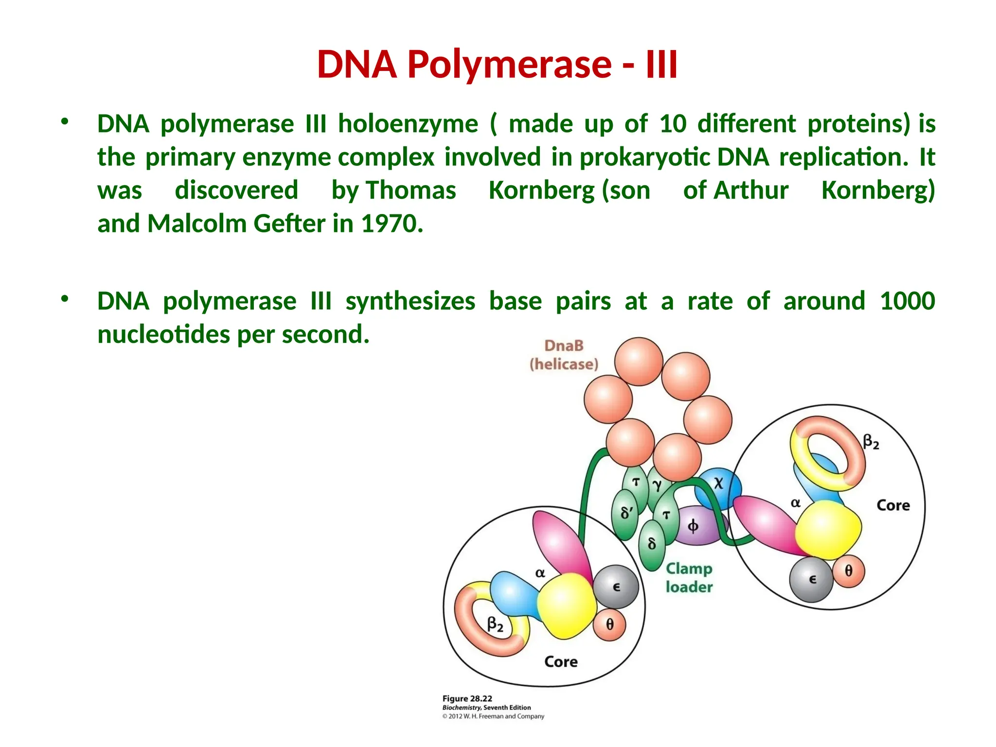Proteins and enzymes involved in prokaryotic DNA replication.pptx