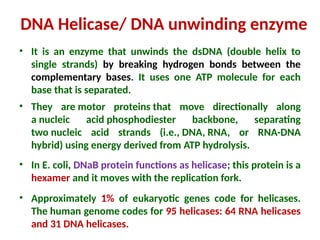 Proteins and enzymes involved in prokaryotic DNA replication.pptx