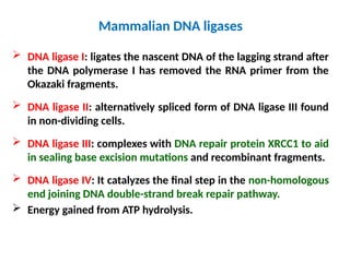 Proteins and enzymes involved in prokaryotic DNA replication.pptx
