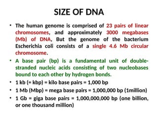 Proteins and enzymes involved in prokaryotic DNA replication.pptx