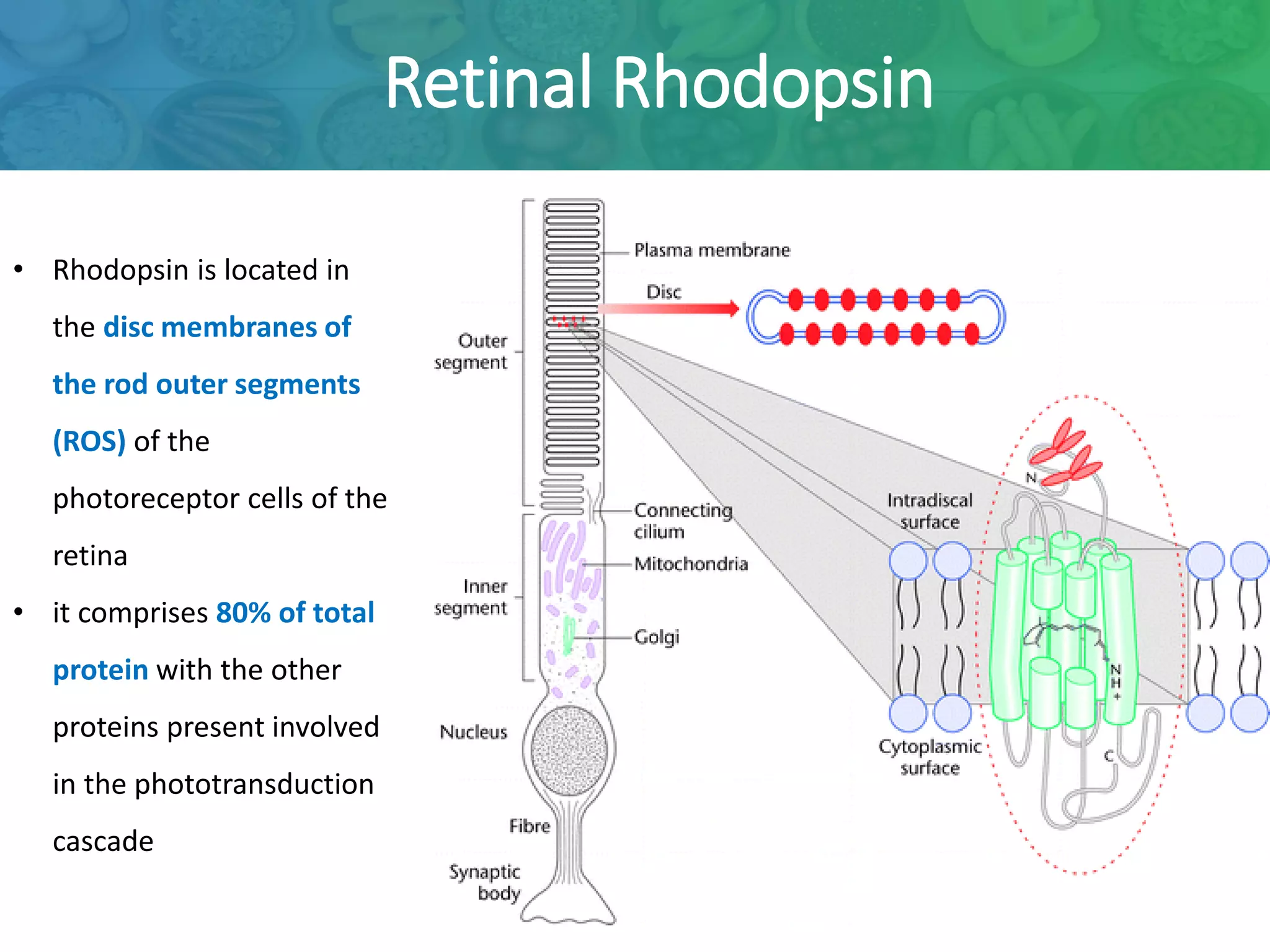 Proteins and eye | PDF
