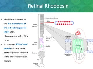 Proteins and eye | PDF