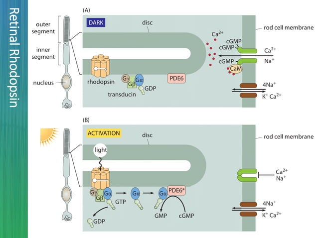 Proteins and eye | PDF | Eye and Vision Conditions | Diseases and ...