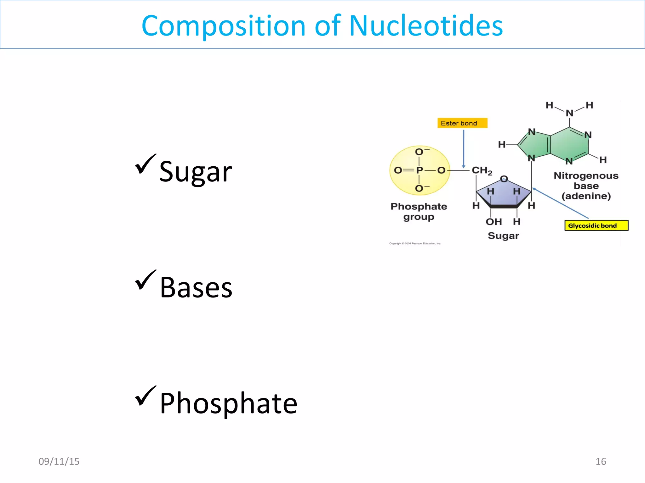 Proteins and nucleic acids | PPT
